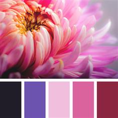 Pinks & Purples Container The Flower Company Florist Inverness